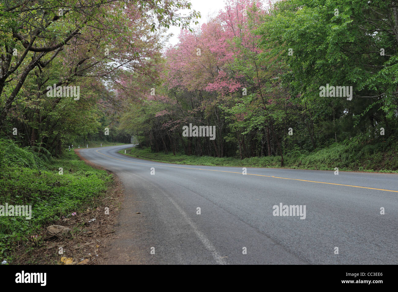 Curve motion tree hi-res stock photography and images - Alamy