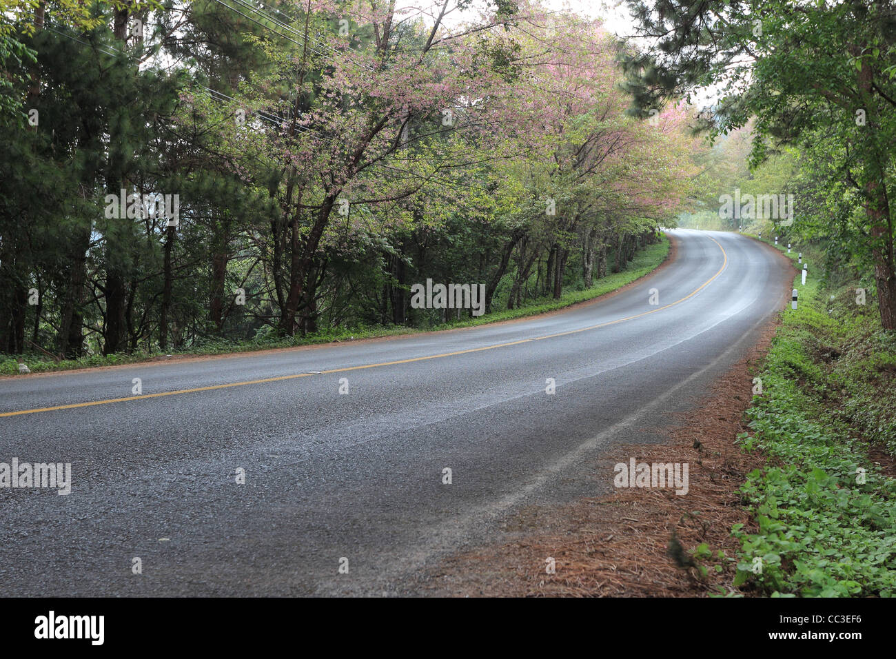 Tree line road hi-res stock photography and images - Alamy
