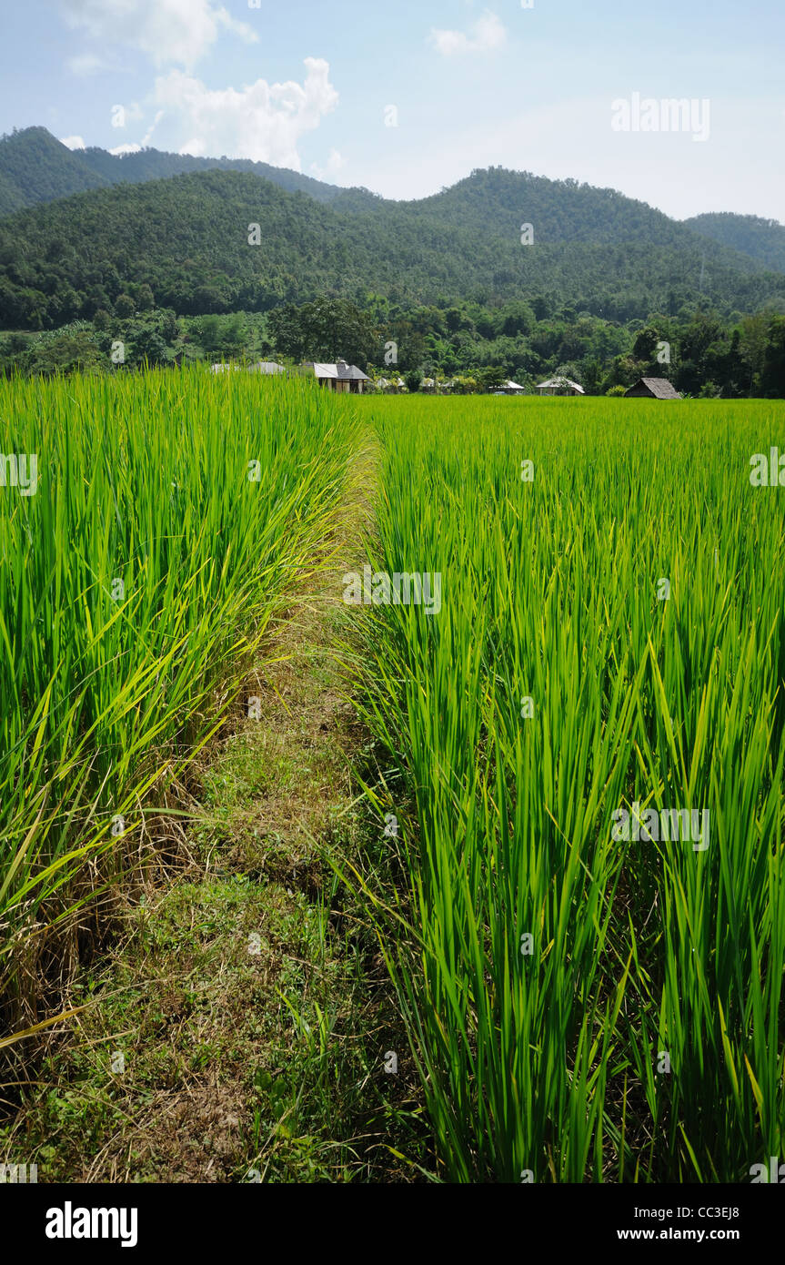 Rice Farm in Northern , Thailand Stock Photo - Alamy