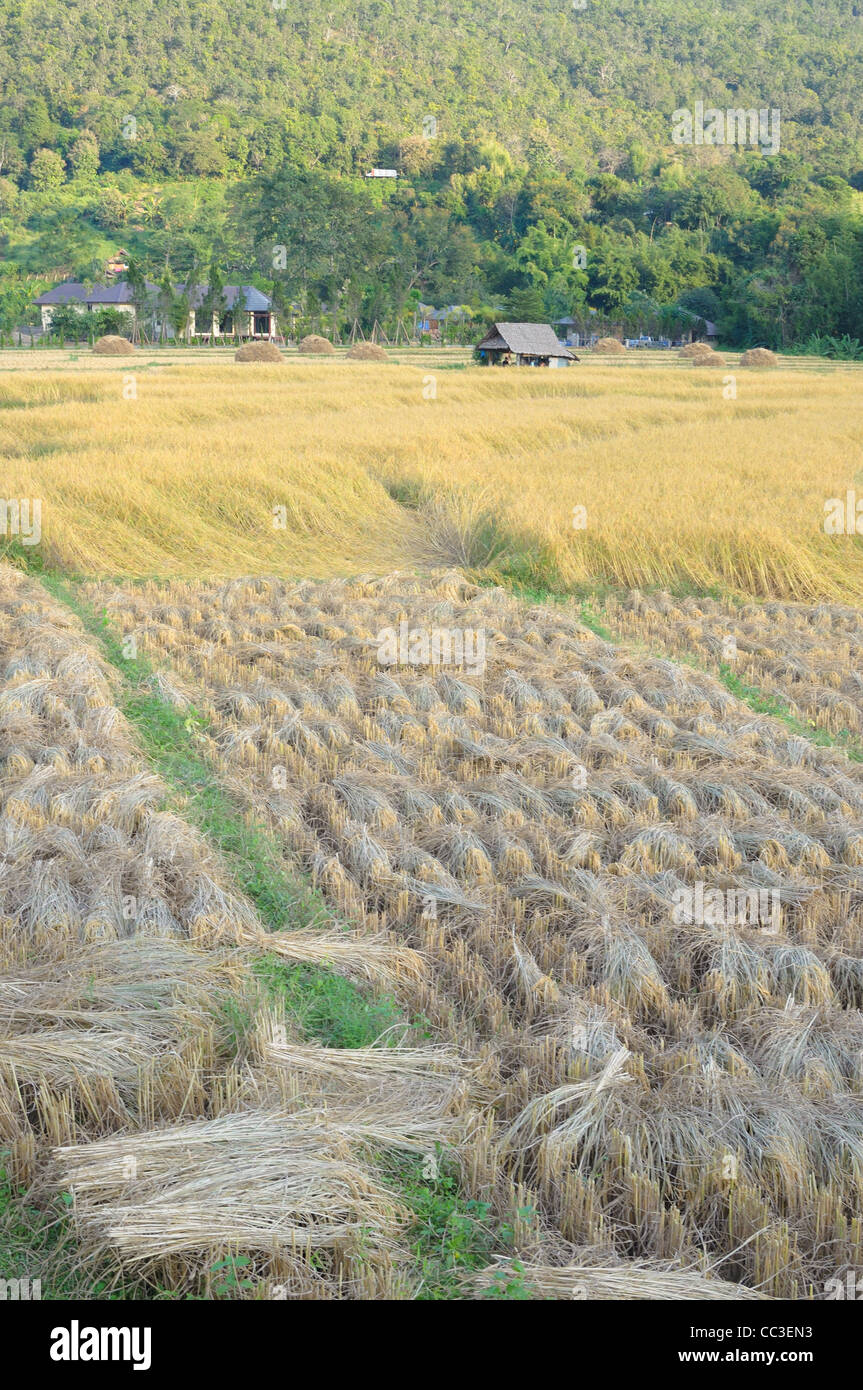 Rice Farm in Northern , Thailand Stock Photo - Alamy