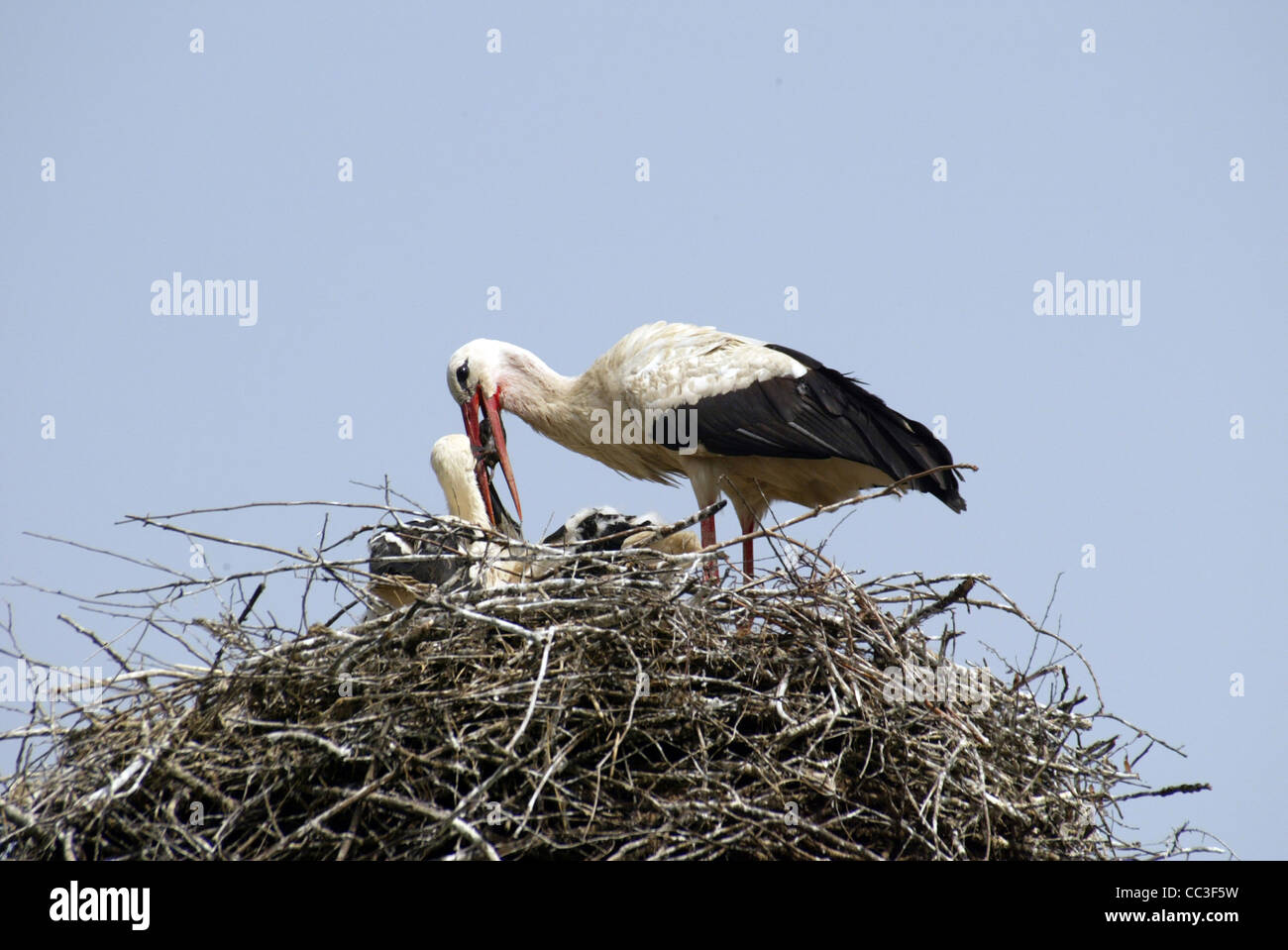 White stork family hi-res stock photography and images - Alamy