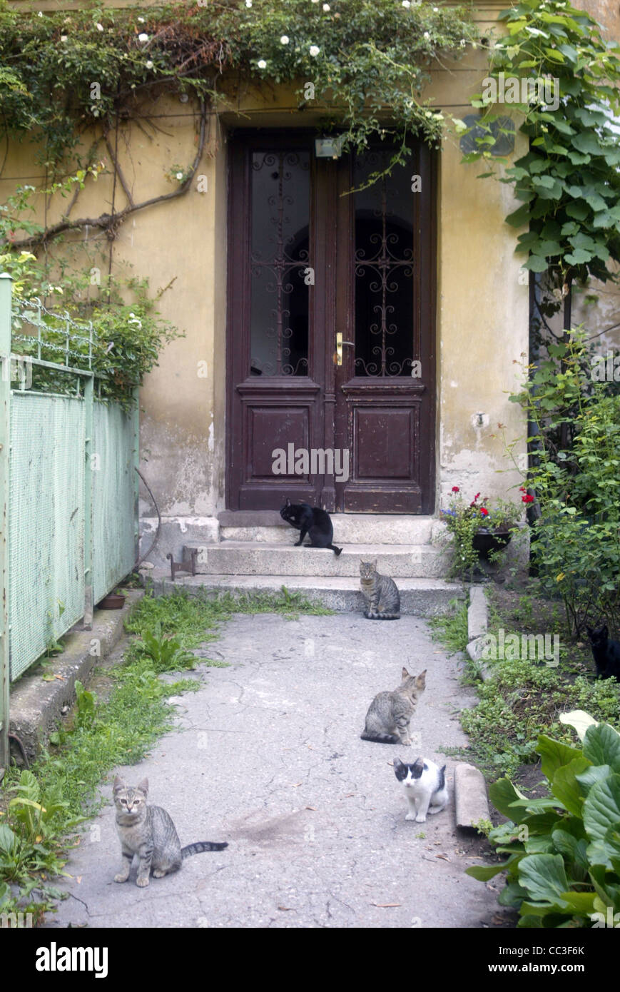 Cats in a court yard Stock Photo - Alamy