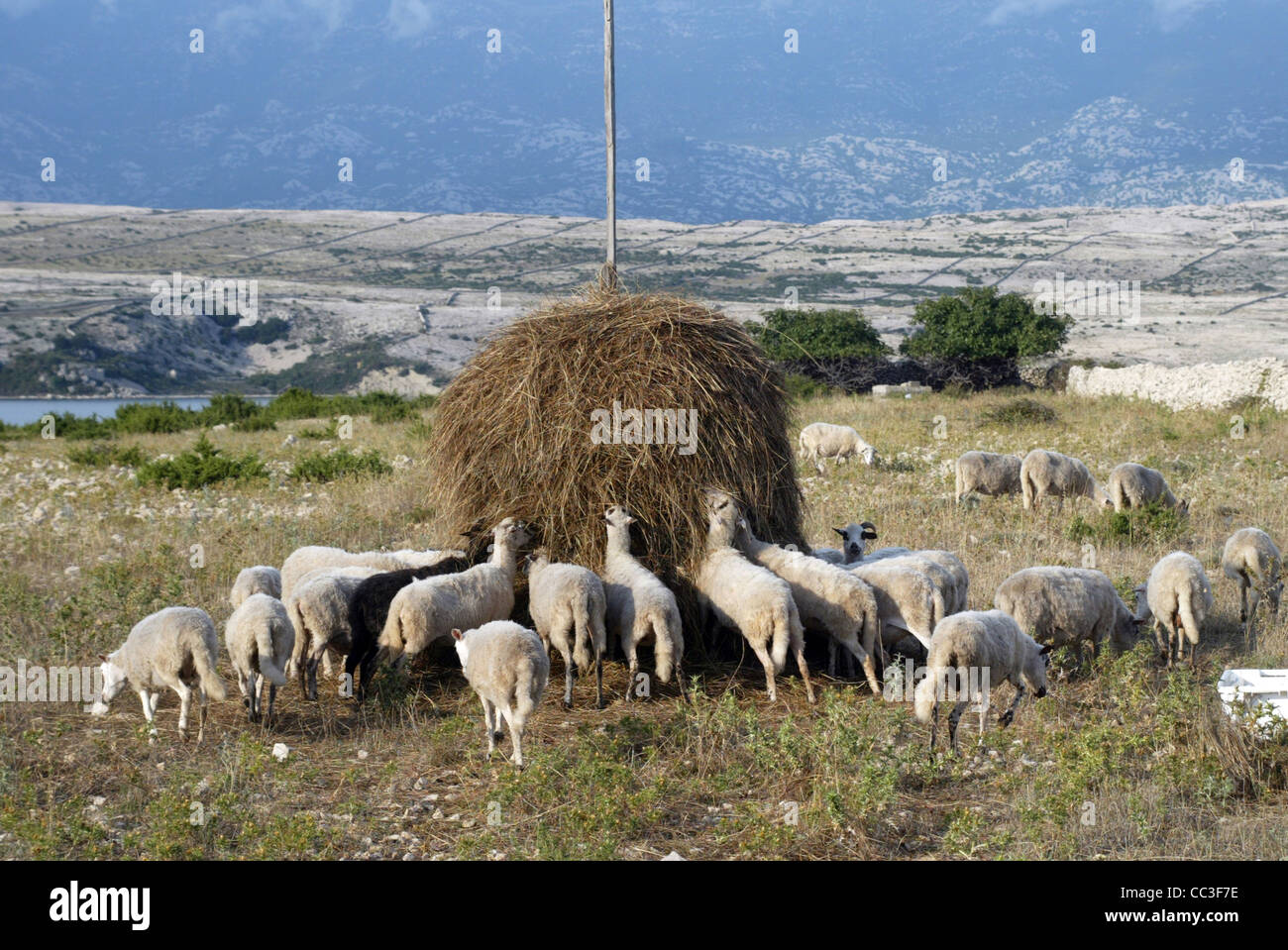 Flock sheep moving on grassland hi-res stock photography and images - Alamy