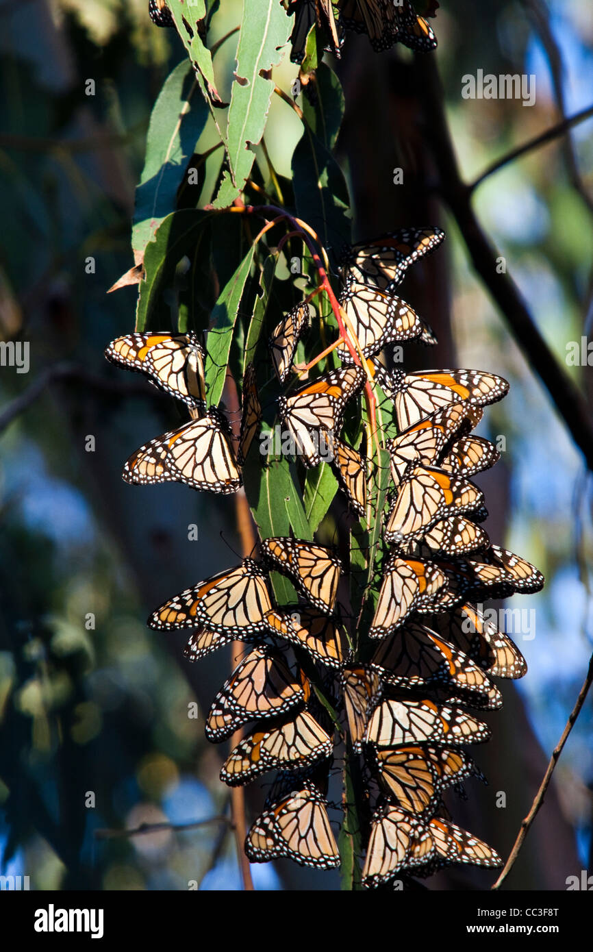Migrating Monarch Butterflies Stock Photo - Alamy