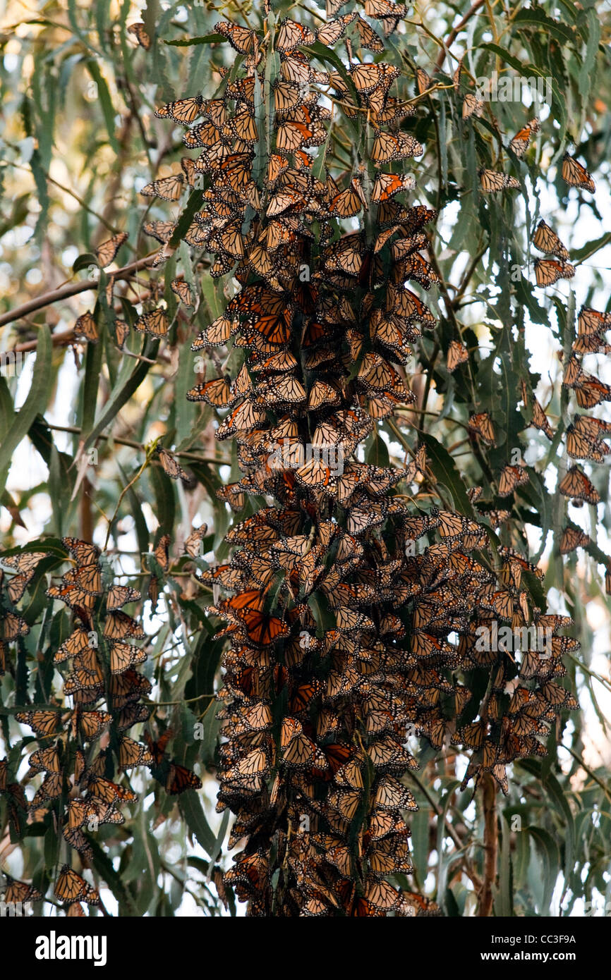 Migrating Monarch Butterflies Stock Photo - Alamy