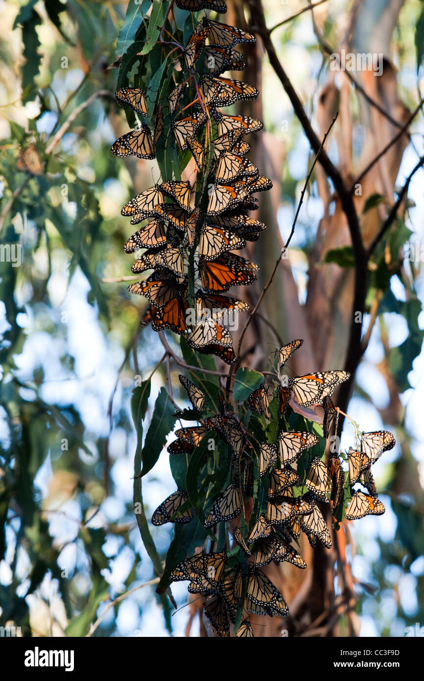 Overwintering monarch butterflies hi-res stock photography and images ...