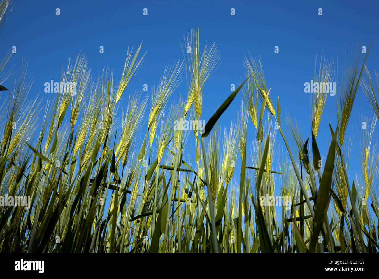Barley Cultivation High Resolution Stock Photography and Images - Alamy