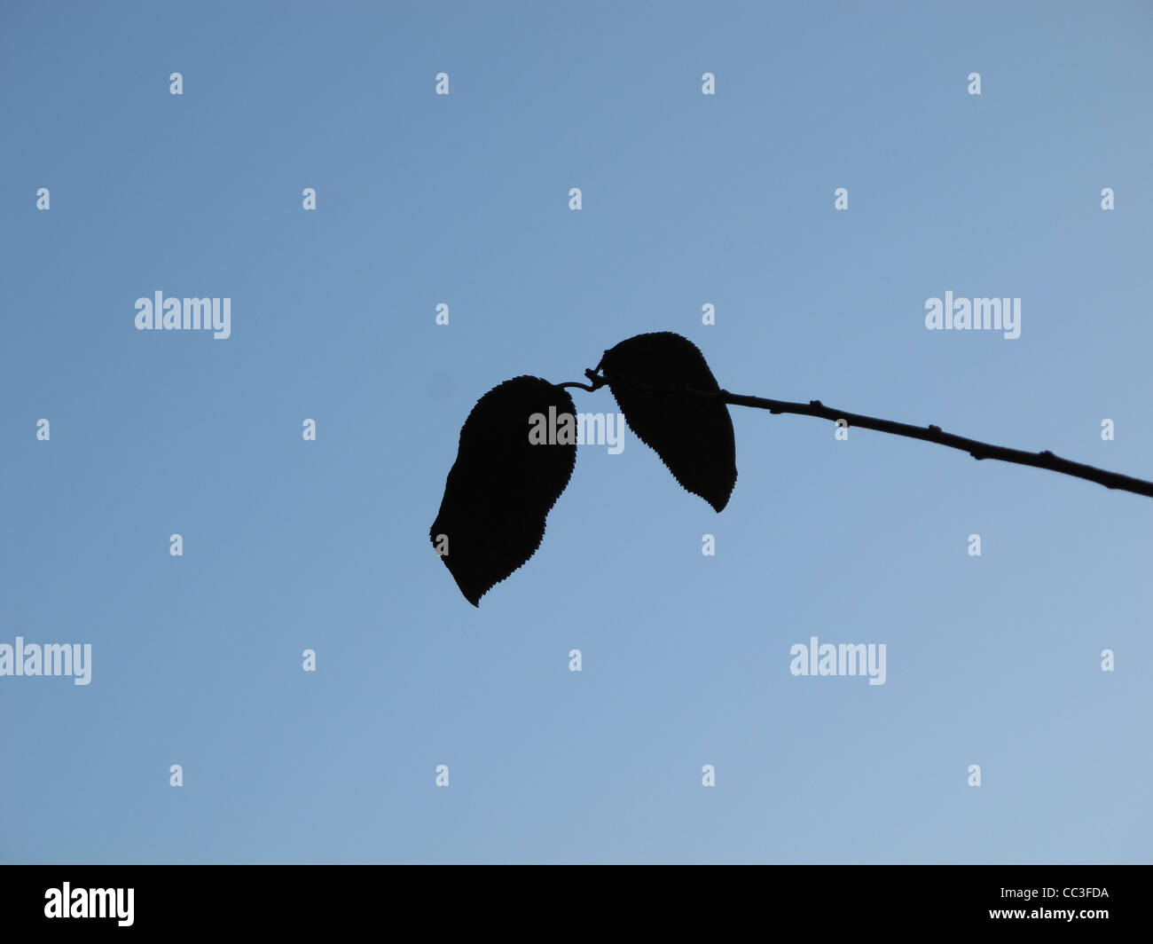 two leaves on the end of a tree branch Stock Photo - Alamy