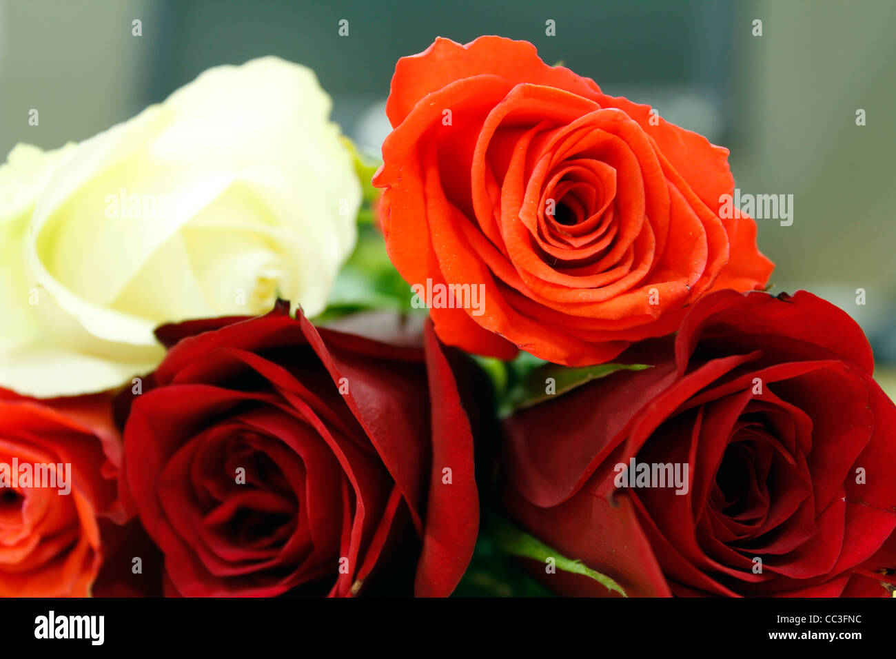 Roses hi-res stock photography and images - Alamy