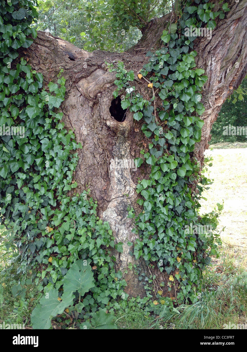Green wild Ivy growing up an old tree Stock Photo - Alamy