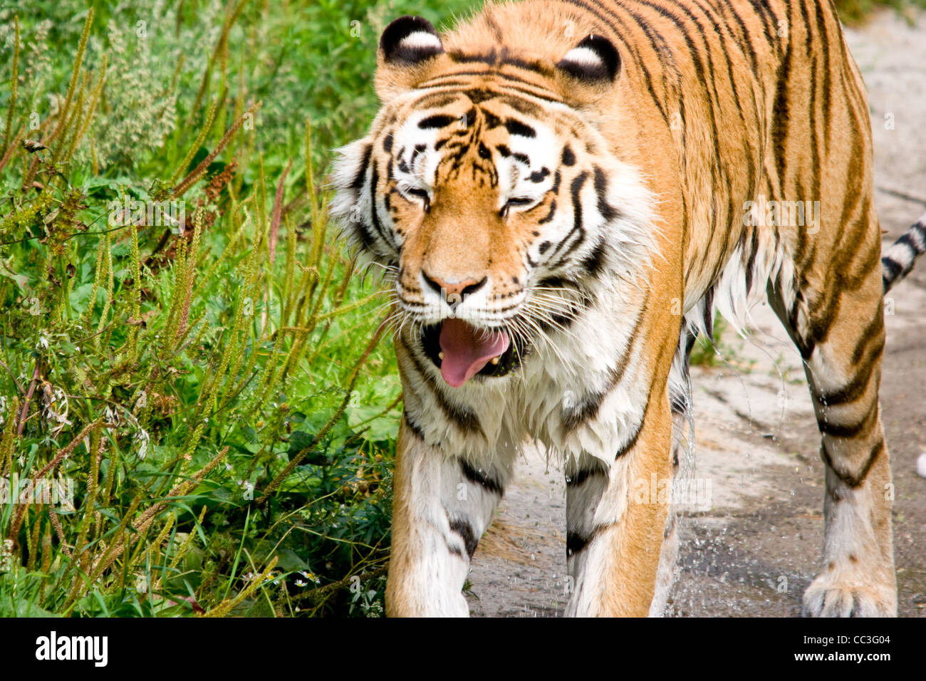 Tiger at zoon Stock Photo - Alamy