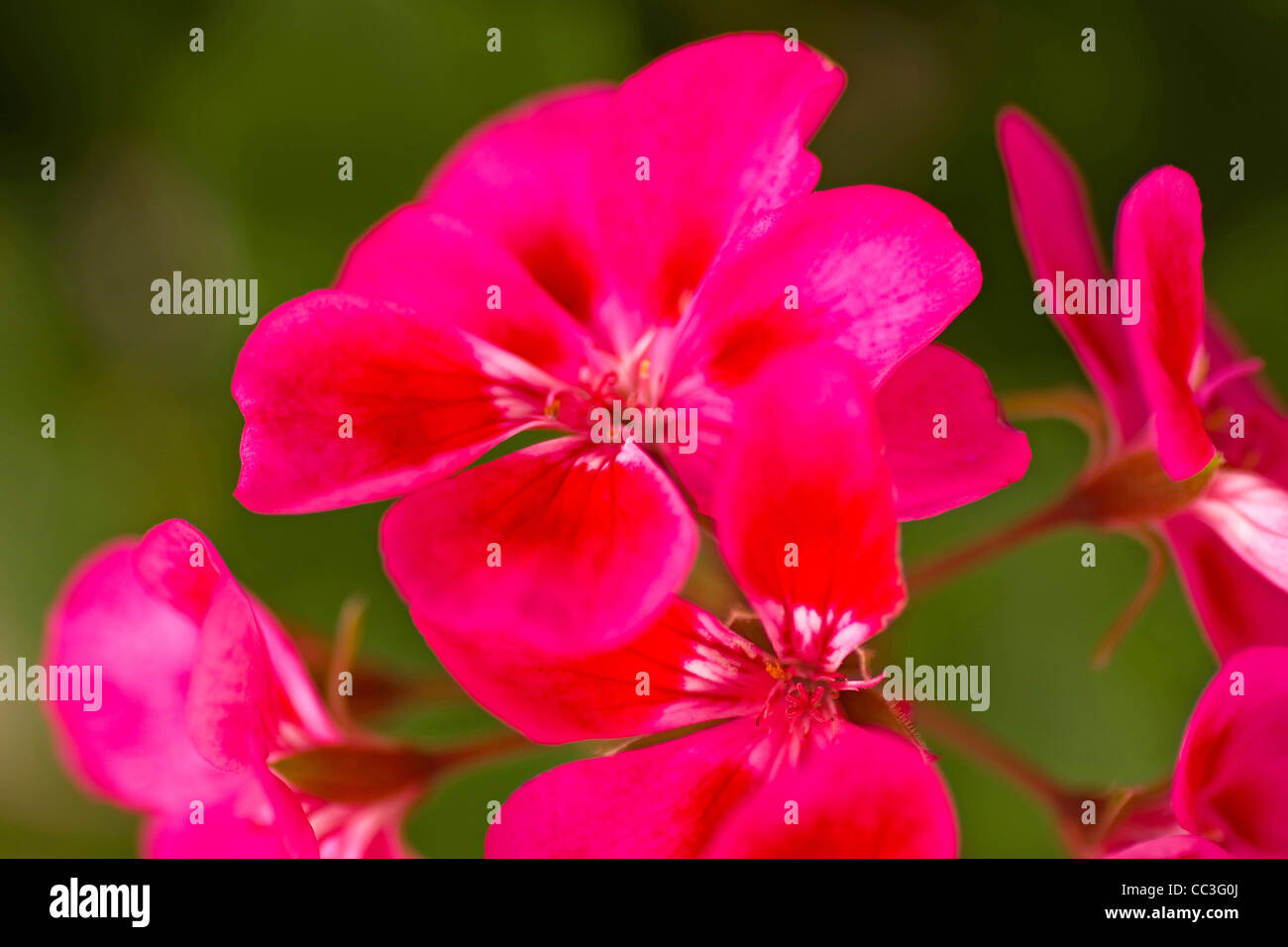 Pelargonium zonale flower Stock Photo - Alamy