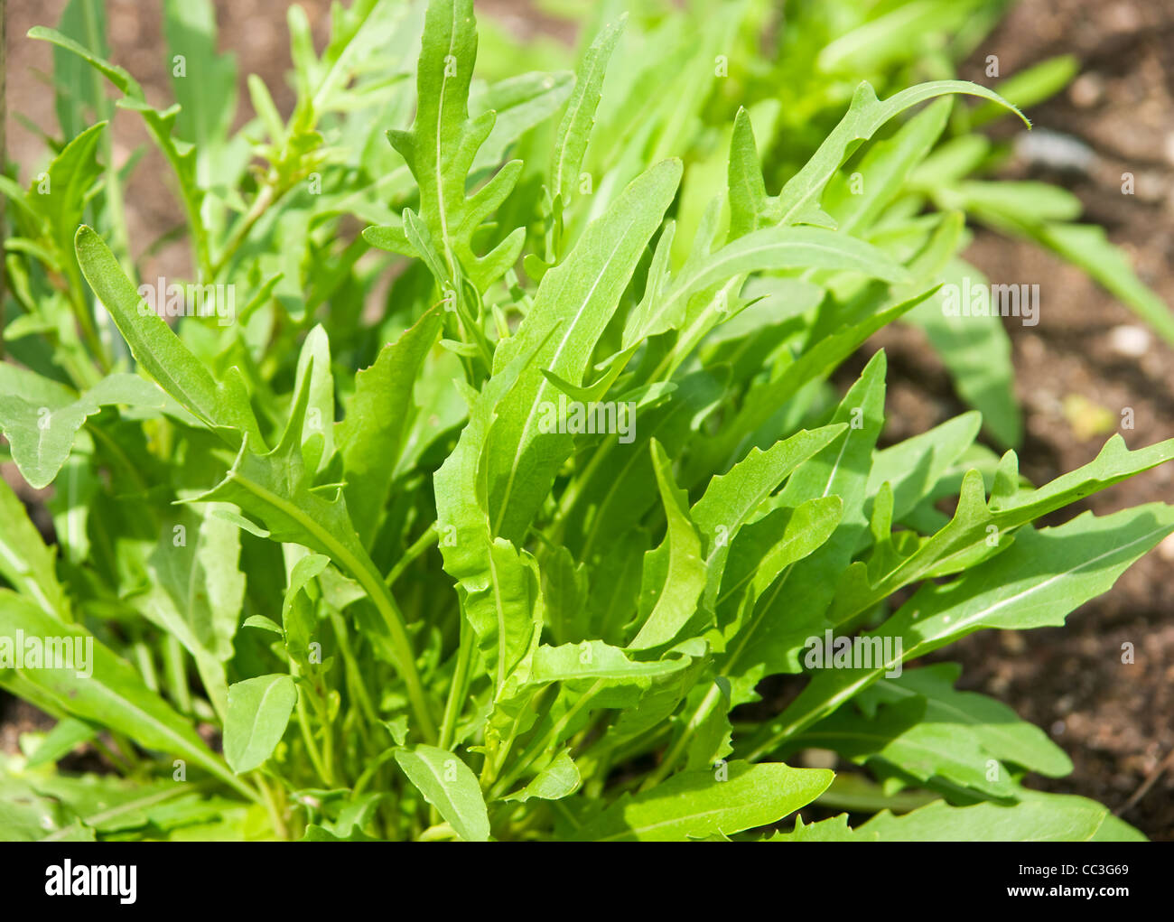 wild rocket leaves Stock Photo - Alamy