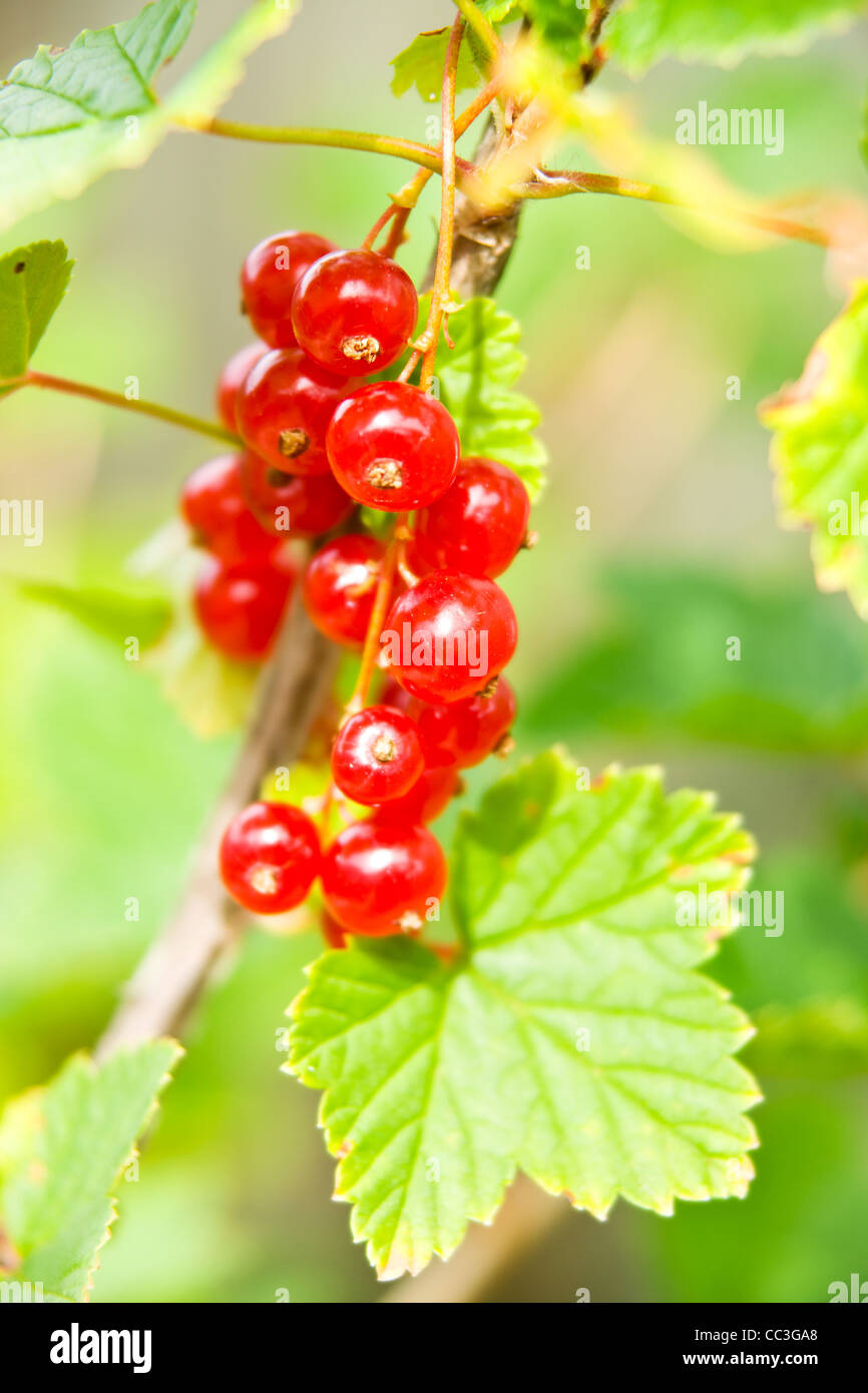 Ribe green hi-res stock photography and images - Alamy