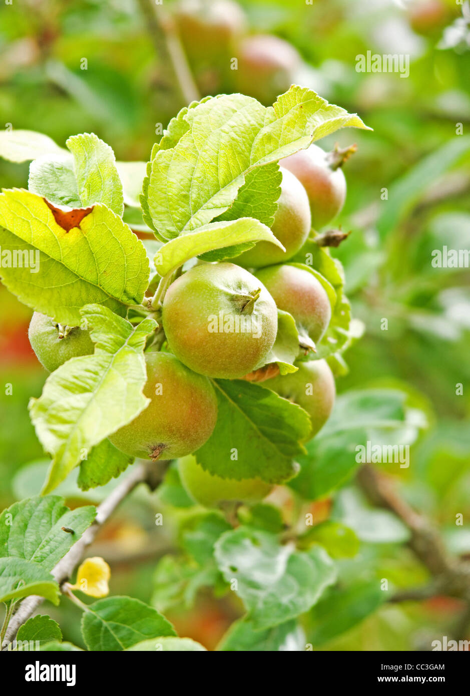 apple on tree Stock Photo - Alamy