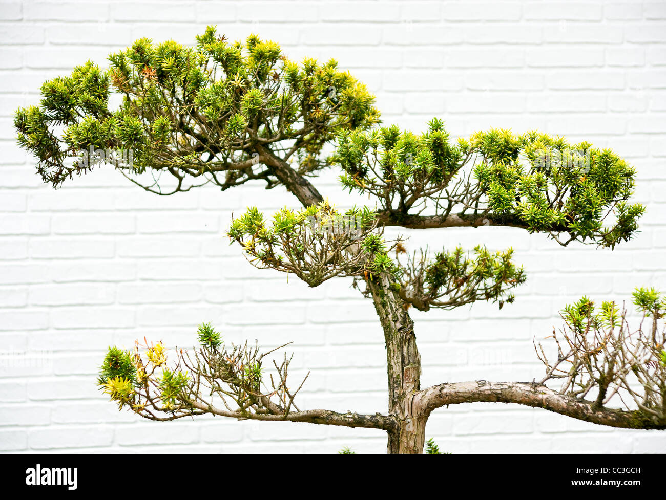 Small pine tree Stock Photo - Alamy