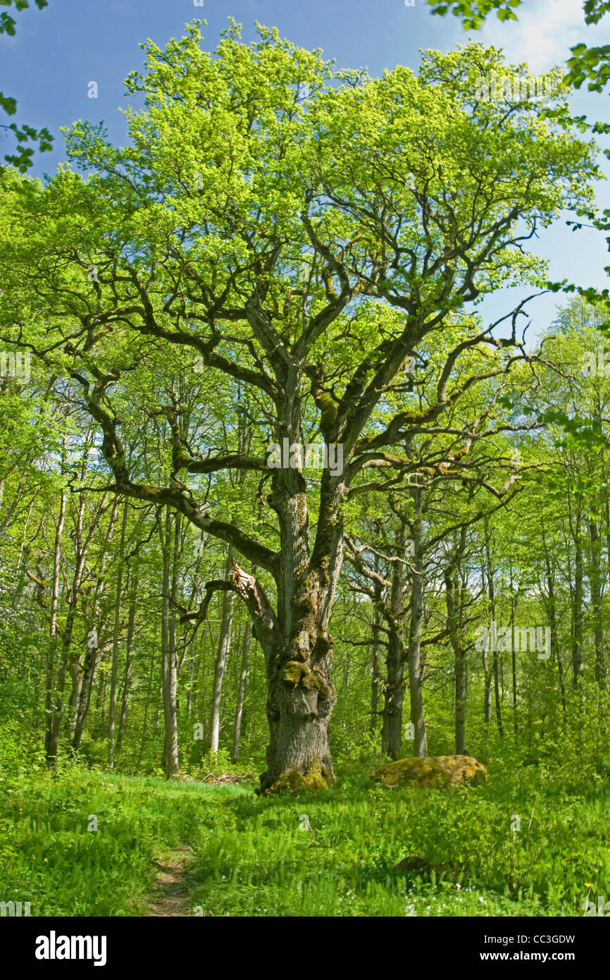 Old oak tree in swedish forest Stock Photo - Alamy