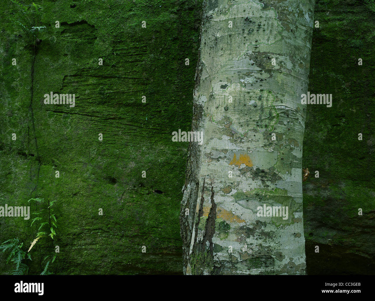 Coachwood tree hi-res stock photography and images - Alamy