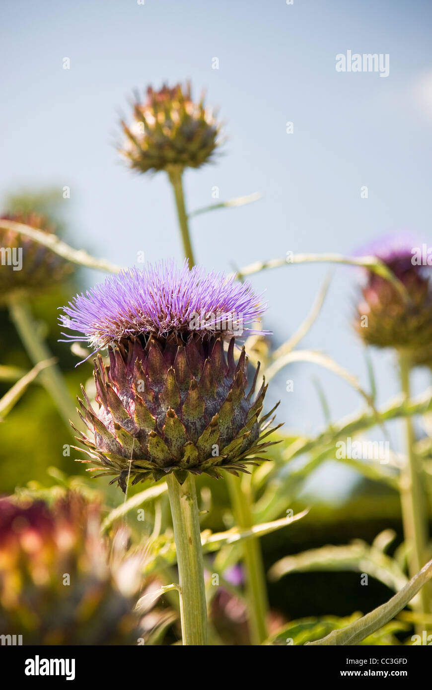 Thistle heads hi-res stock photography and images - Alamy