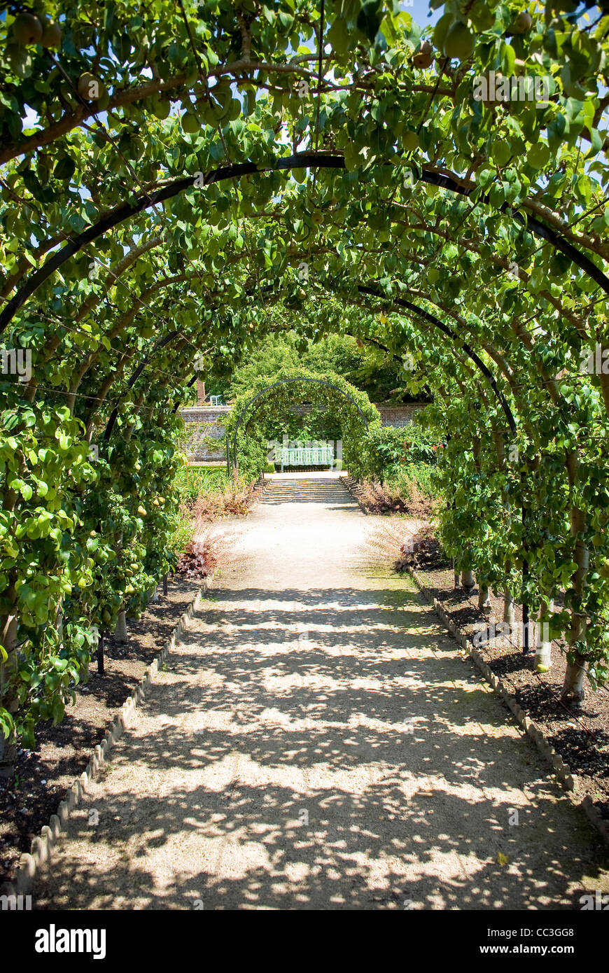 Pear trees trained over a pathway at West Dean Gardens near Chichester ...
