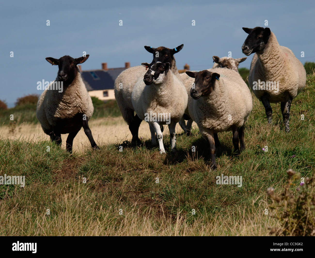 Flock of sheep, UK Stock Photo - Alamy