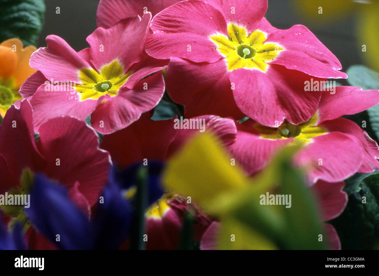 Beautiful red primula primrose hi-res stock photography and images - Alamy