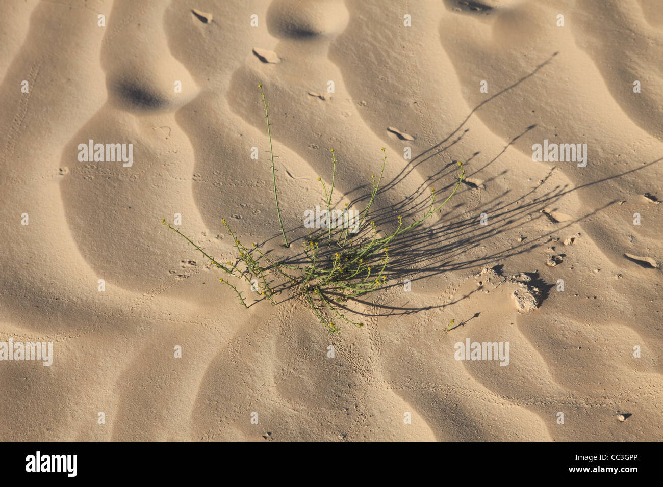 Sahara desert growth hi-res stock photography and images - Alamy