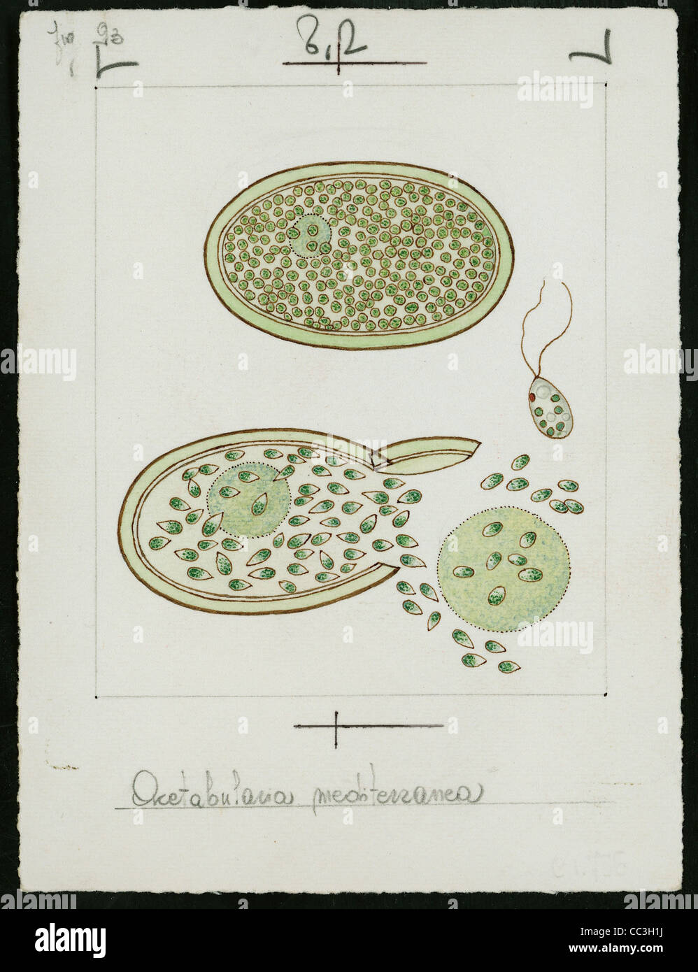 Acetabularia hi-res stock photography and images - Alamy