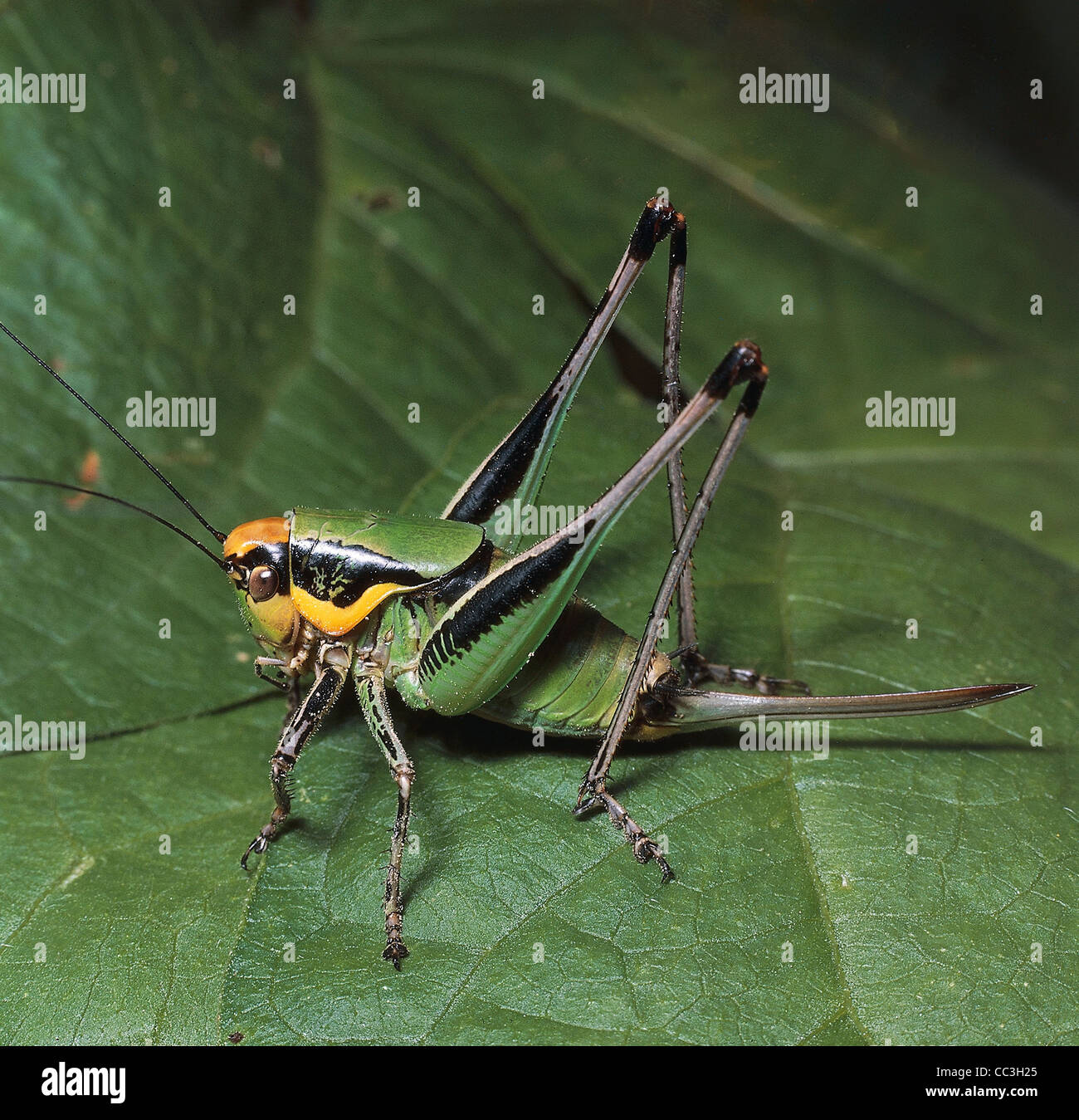 Zoology - Insects - Orthoptera - Locust Femur Stock Photo - Alamy