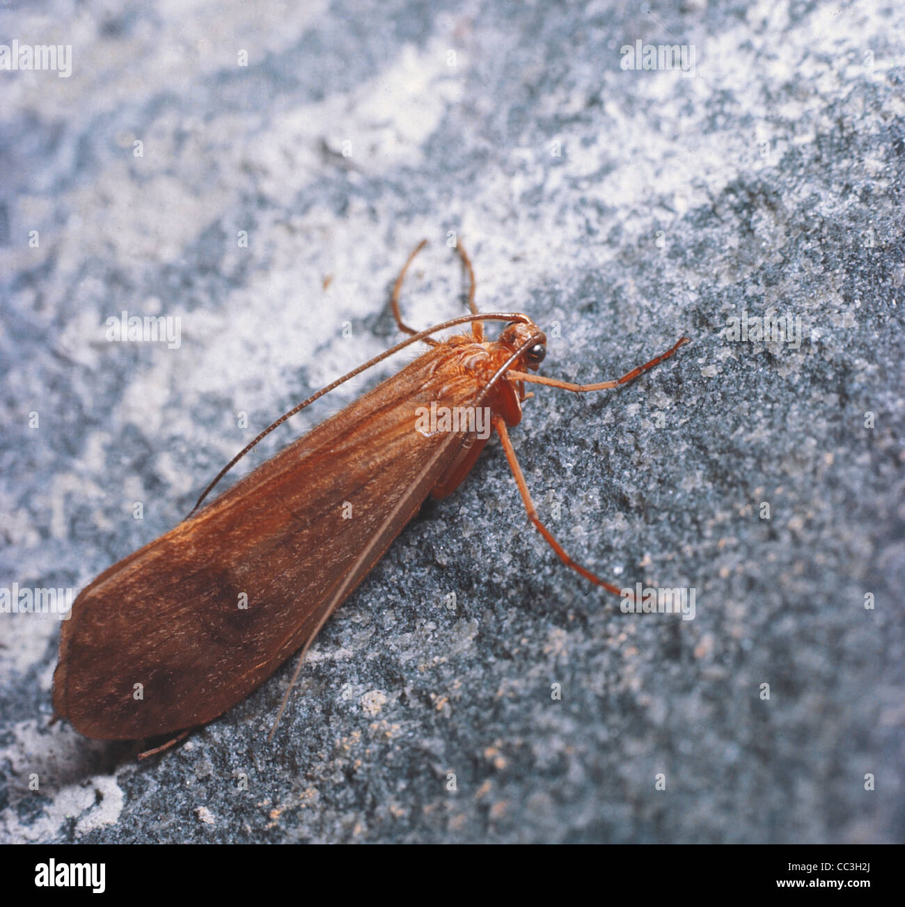 Zoology High Resolution Stock Photography and Images - Alamy