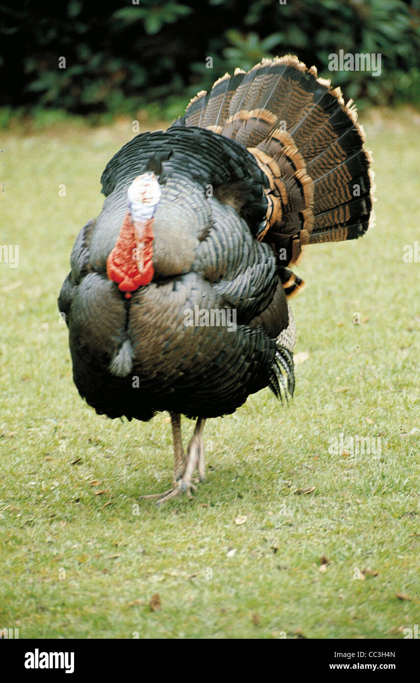 Birds of turkey hi-res stock photography and images - Alamy