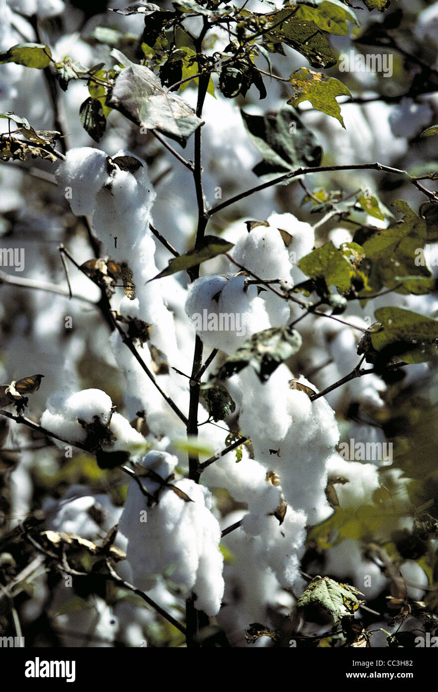 Botany: Cotton Flakes Stock Photo - Alamy