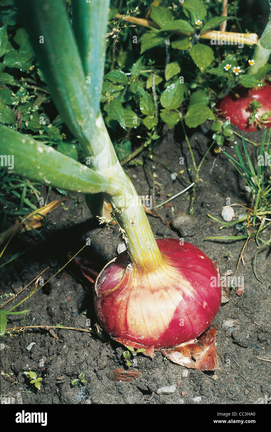 Botany: Onion (Allium Coepa) Variety 'Rossi Of Parma Stock Photo - Alamy
