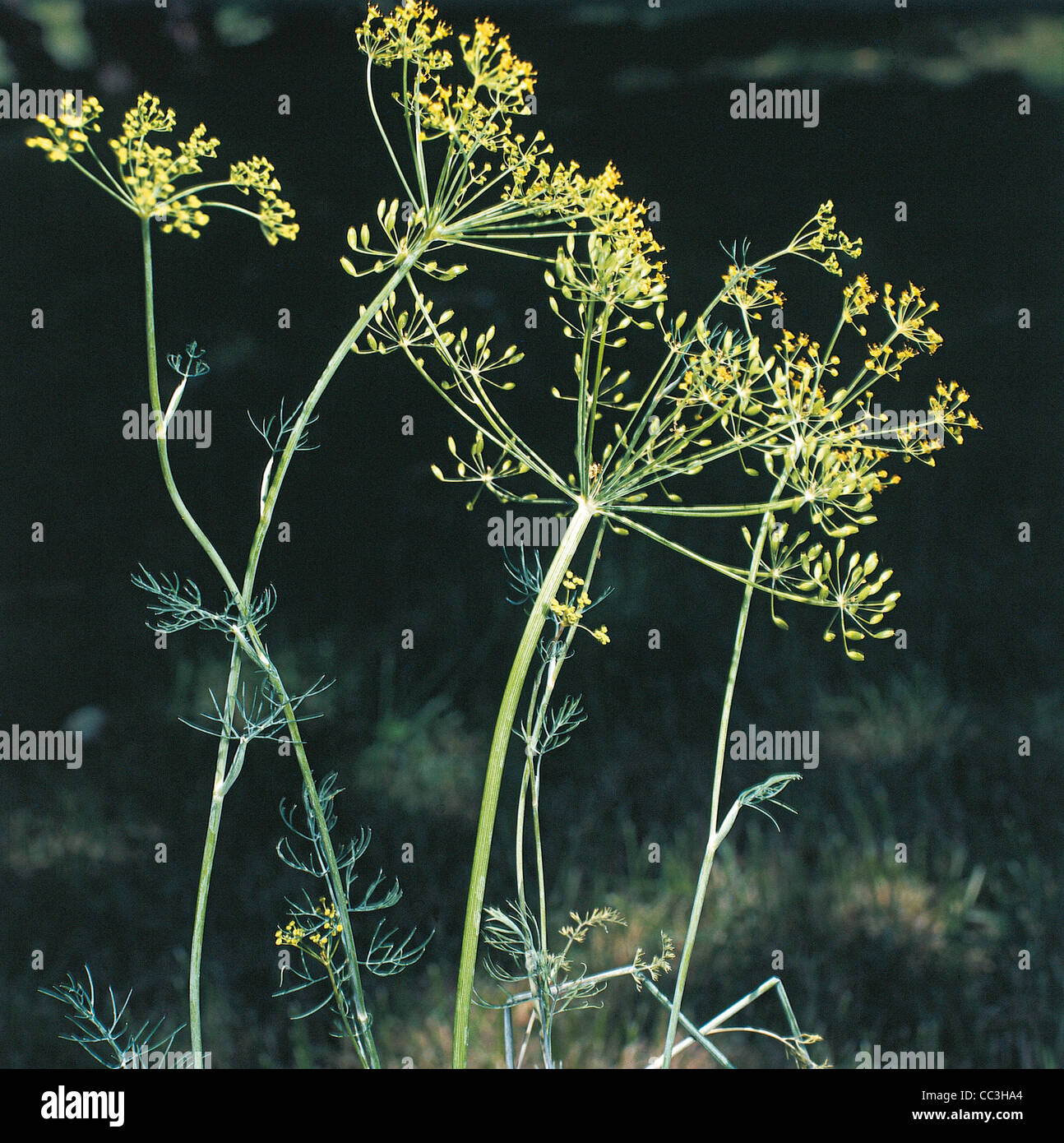 Botany: Umbelliferae Dill (Anetum Graveolens Stock Photo - Alamy