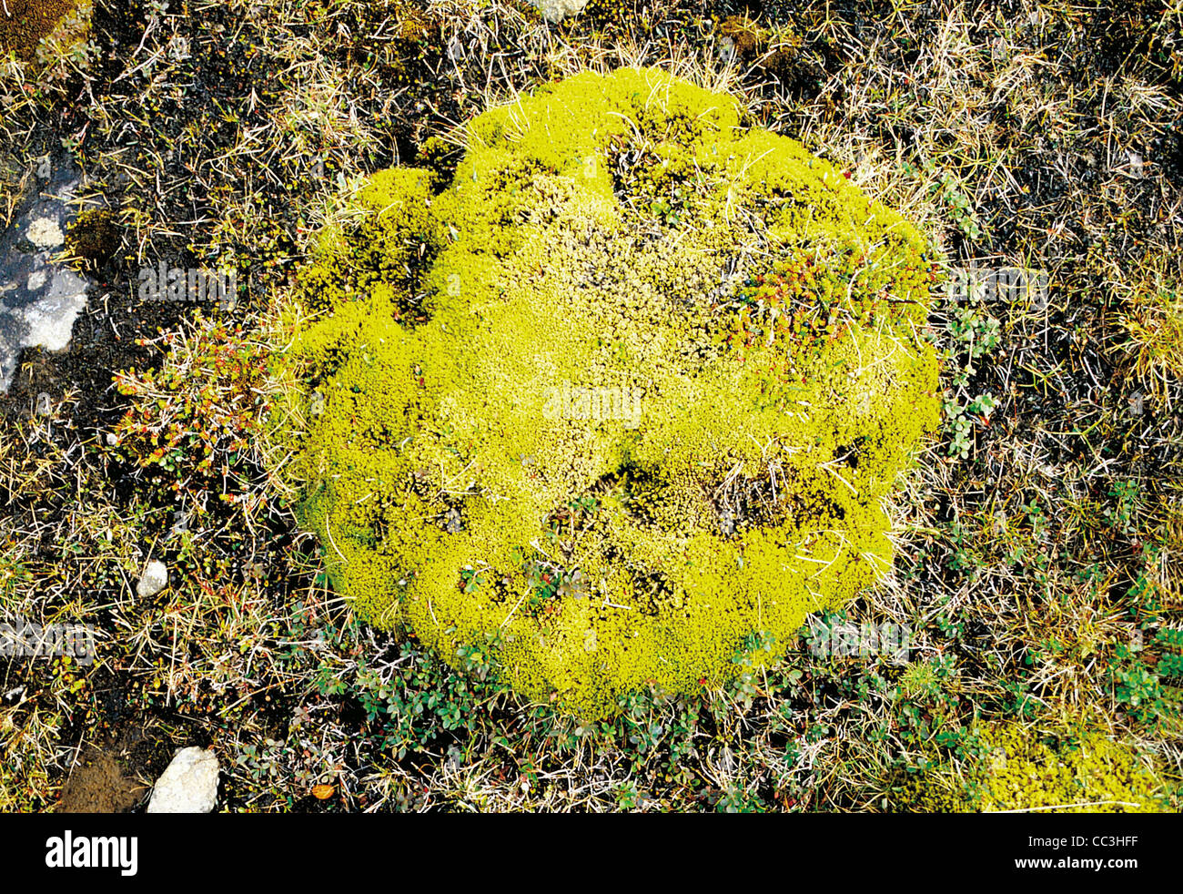 Iceland Moss And Lichen Tundra Stock Photo - Alamy