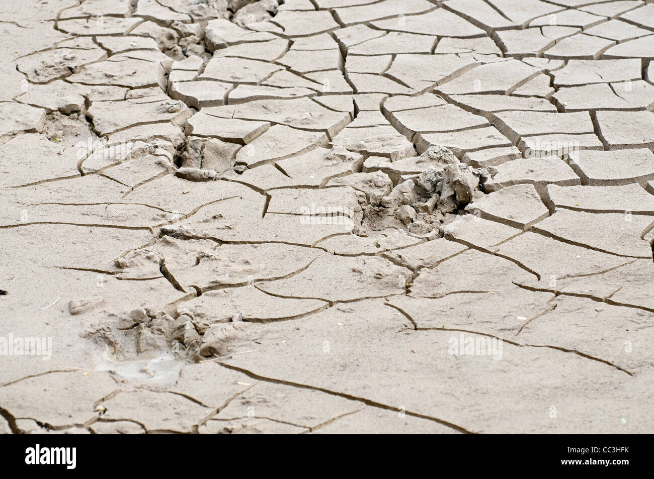 Puma (Felis concolor) footprints in dry riverbed Parque National Monte ...