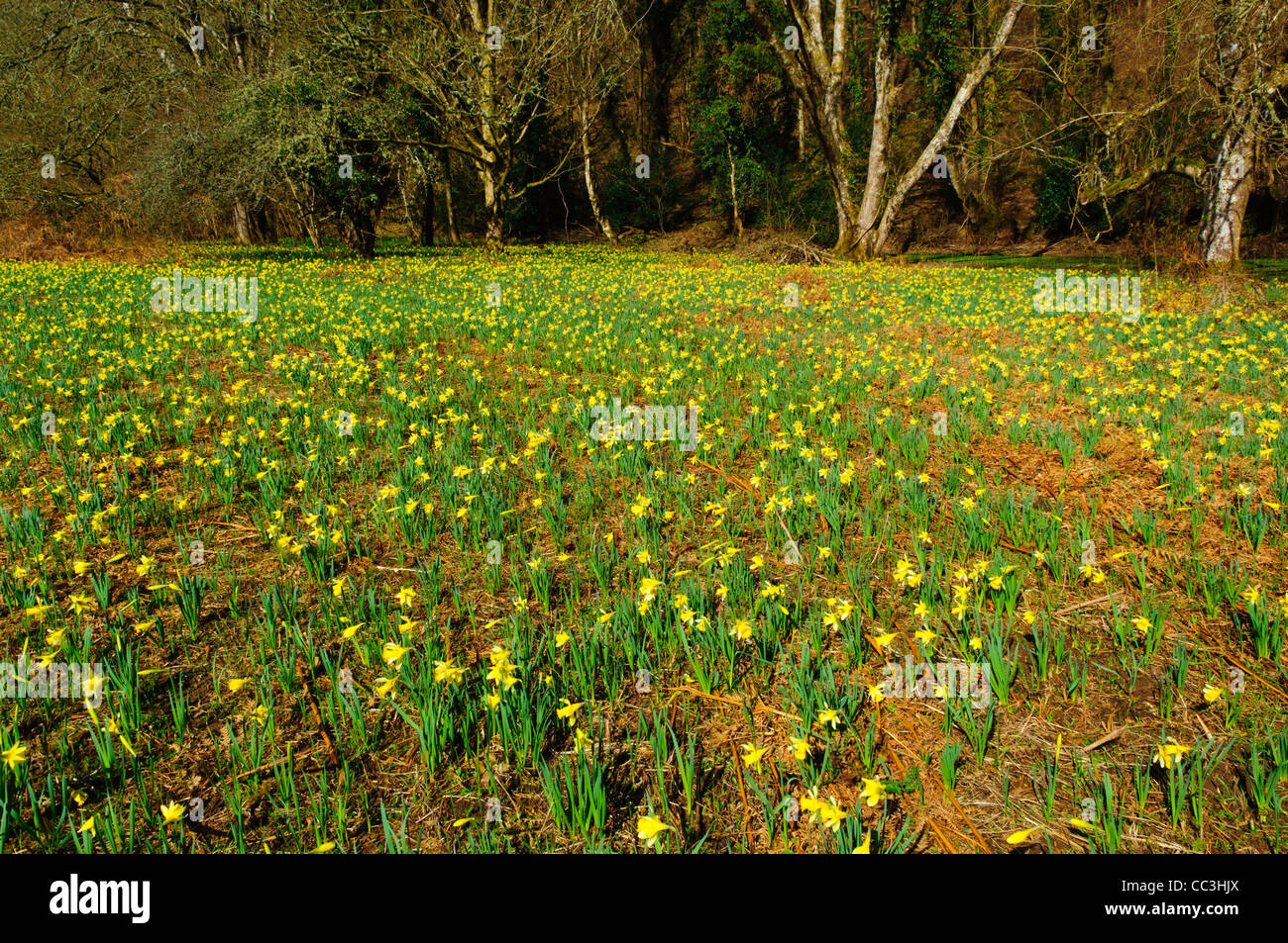 Dunsford daffodils hi-res stock photography and images - Alamy
