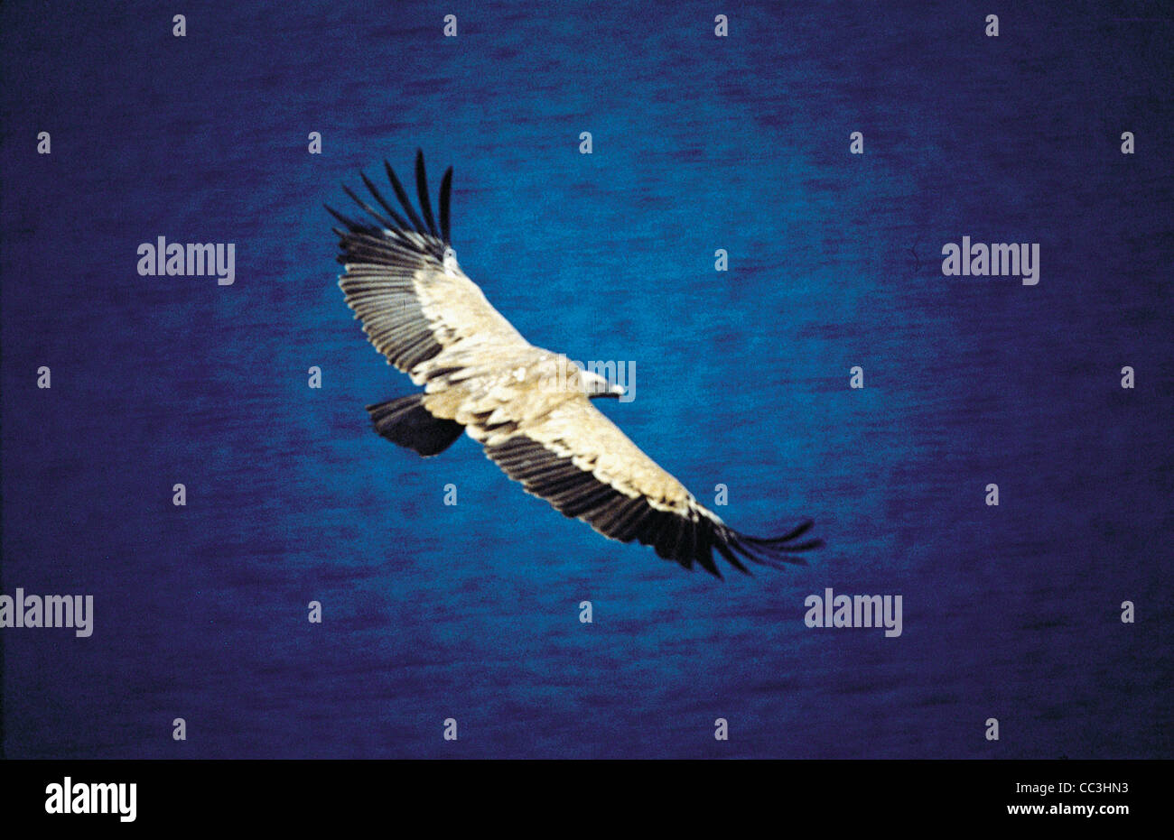 Griffin birds hi-res stock photography and images - Alamy