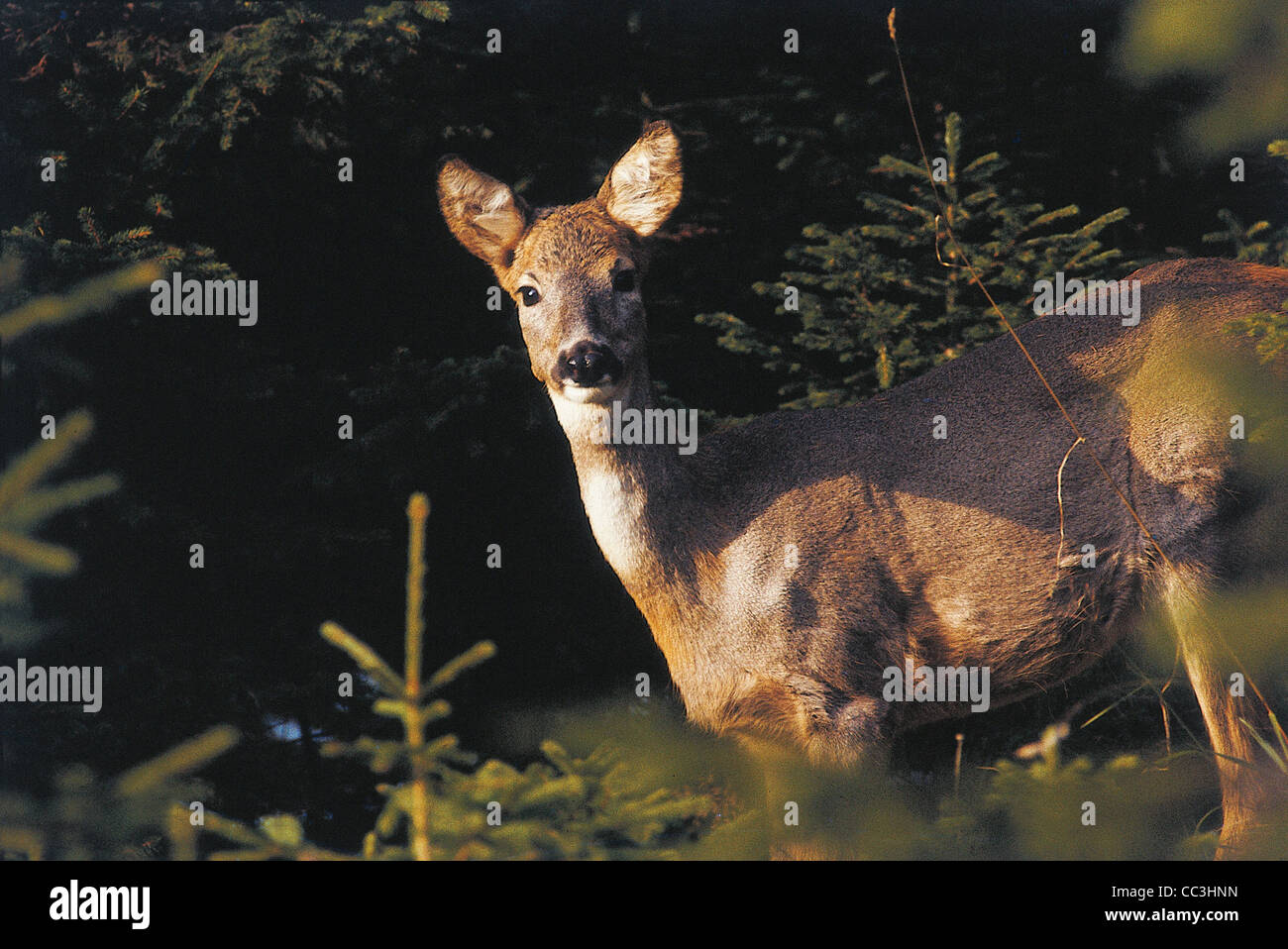 Cervids hi-res stock photography and images - Alamy