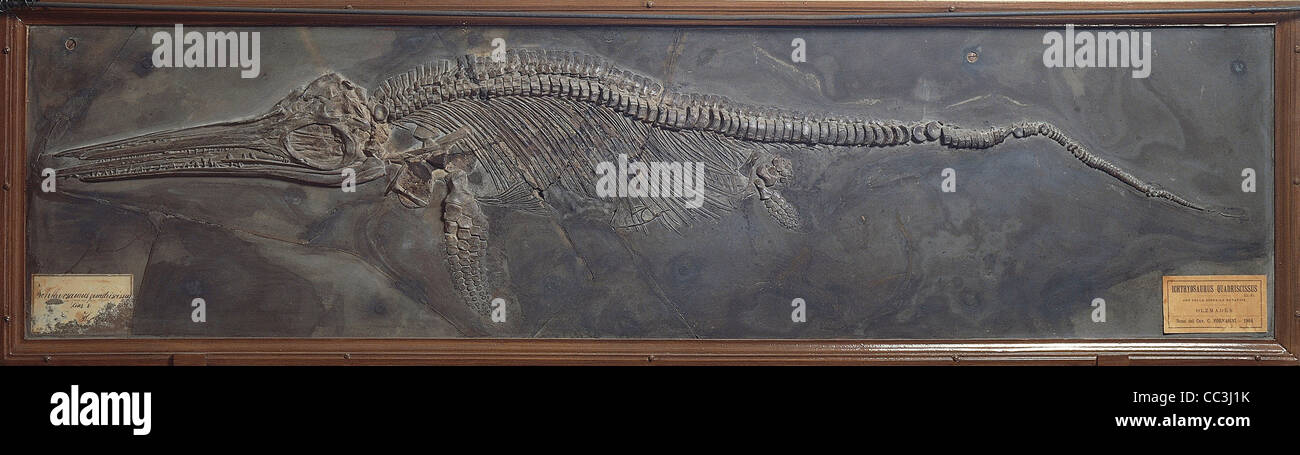 Fossils - Ichthyosaurus Of The Mesozoic Stock Photo - Alamy