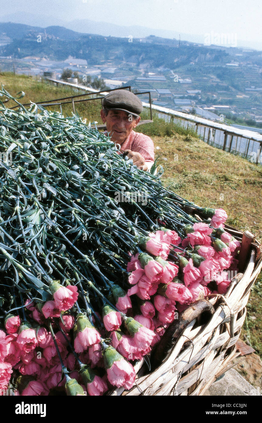 Liguria San Remo Flowers After The Collection Of Carnations Stock Photo ...