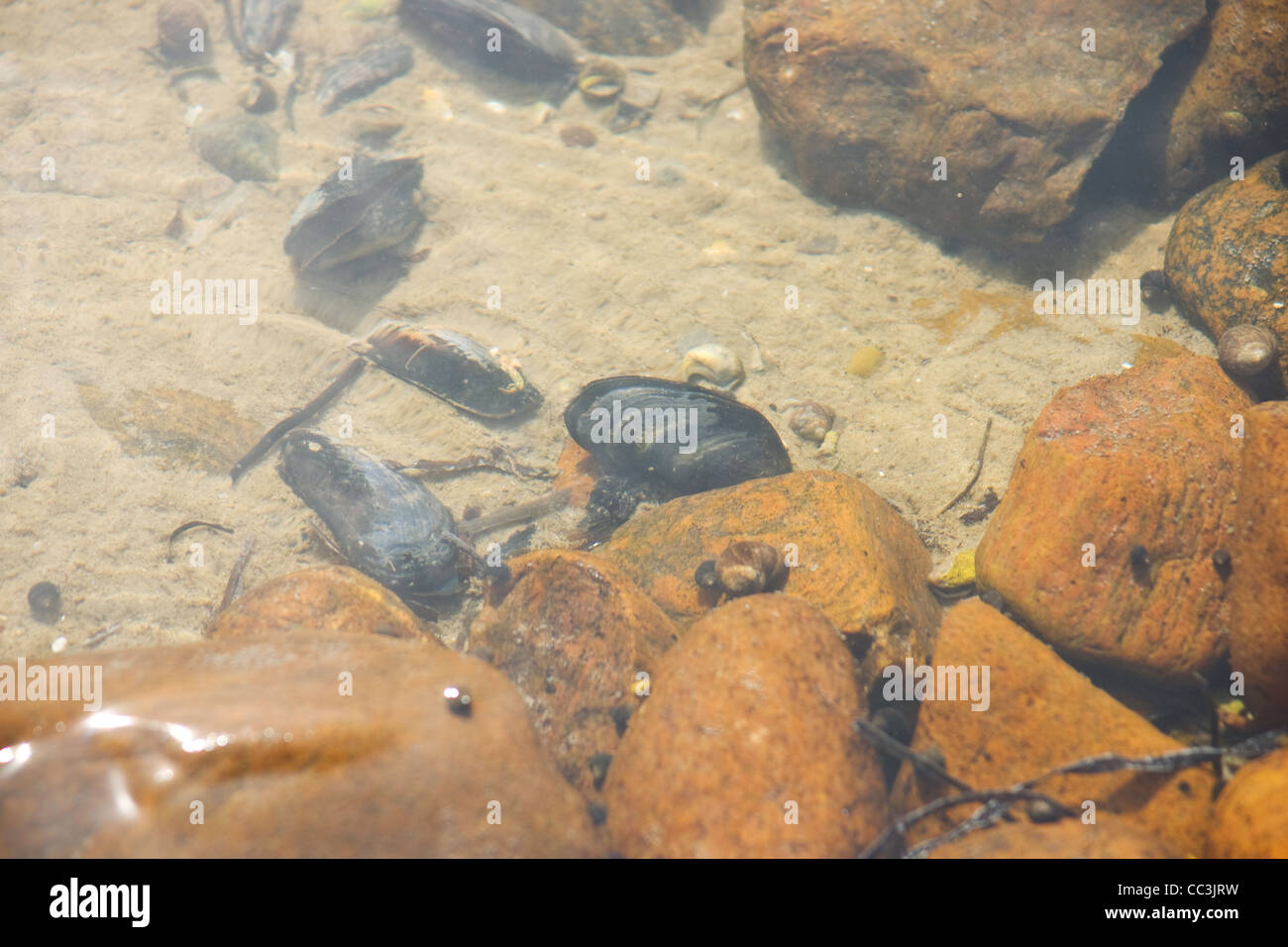 Wild blue mussels Stock Photo - Alamy