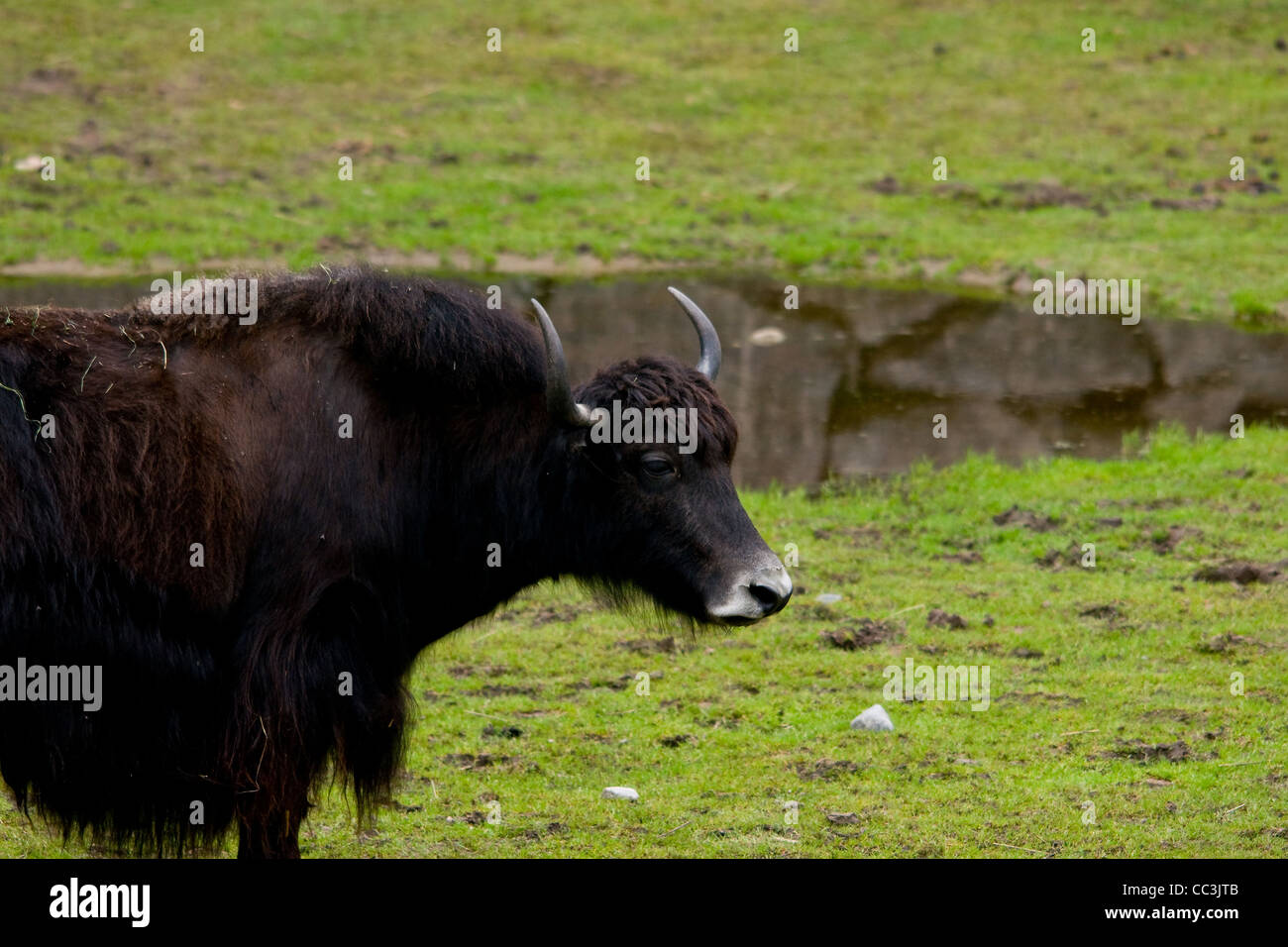 D bos hi-res stock photography and images - Alamy