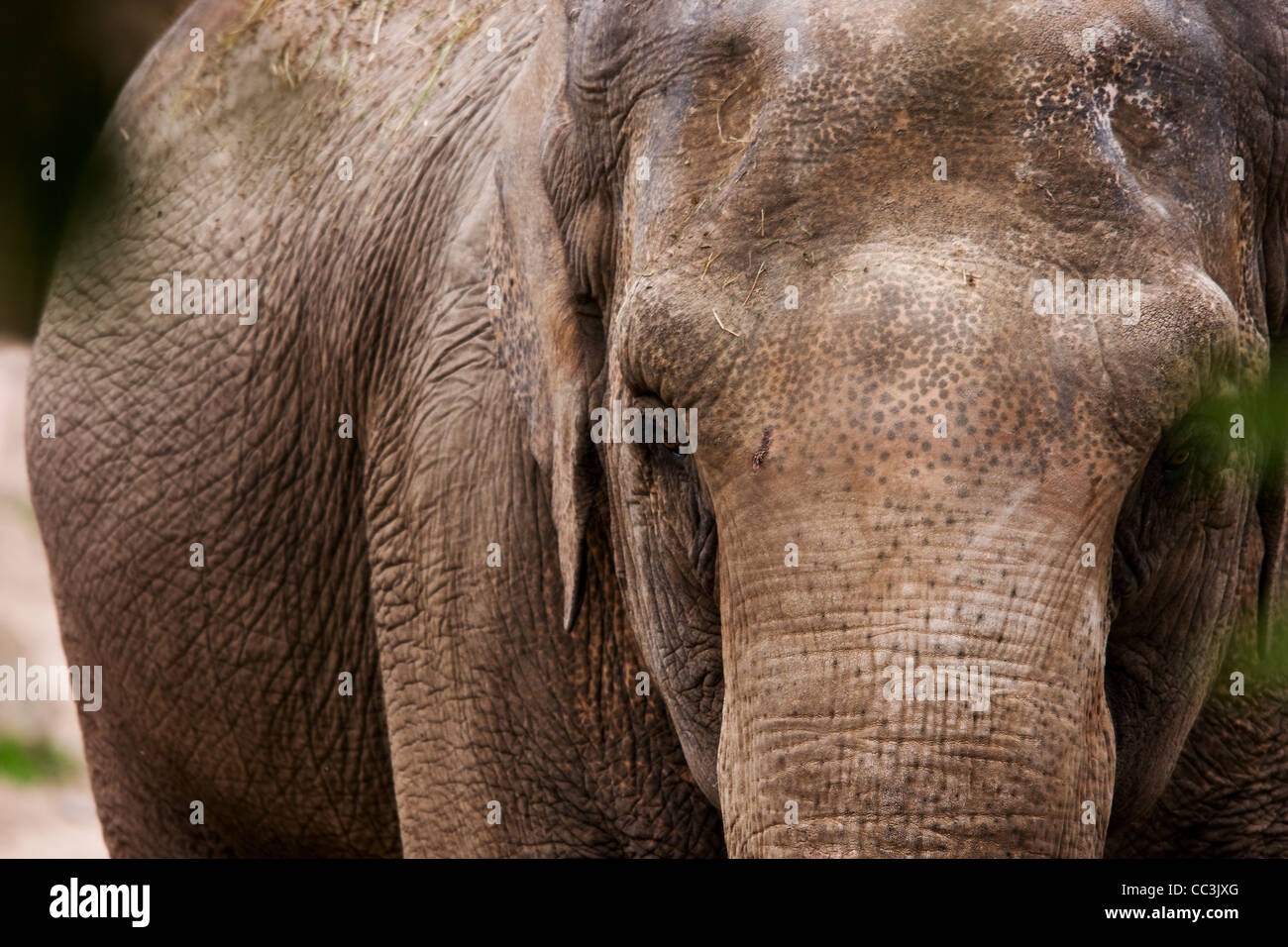 Maximus e hi-res stock photography and images - Alamy