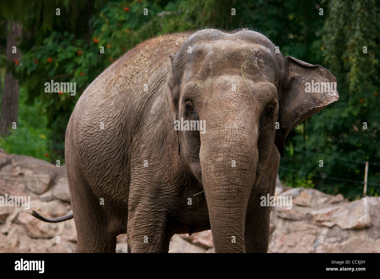 Maximus e hi-res stock photography and images - Alamy