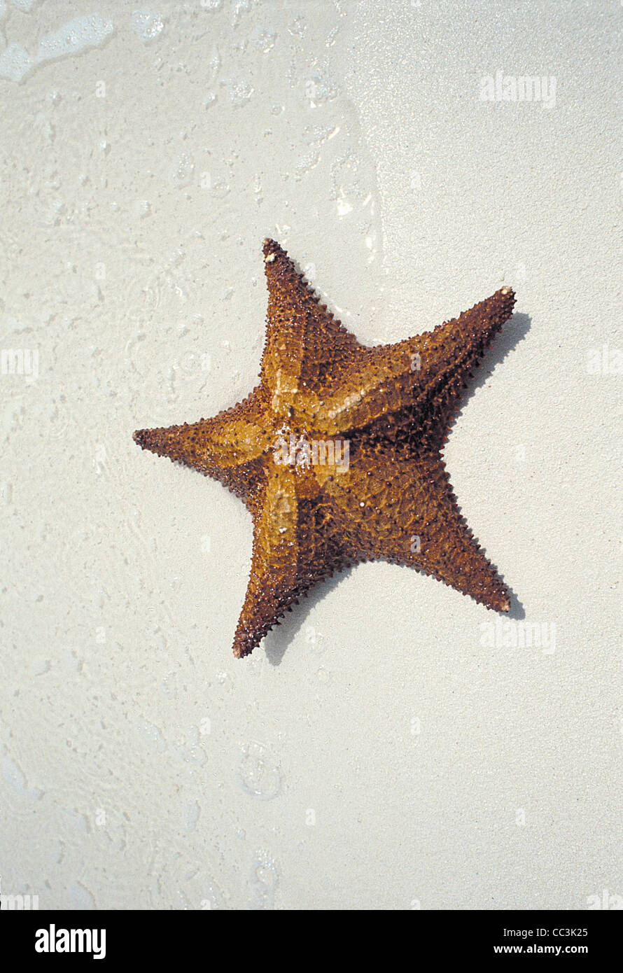 Exuma bahamas starfish hi-res stock photography and images - Alamy