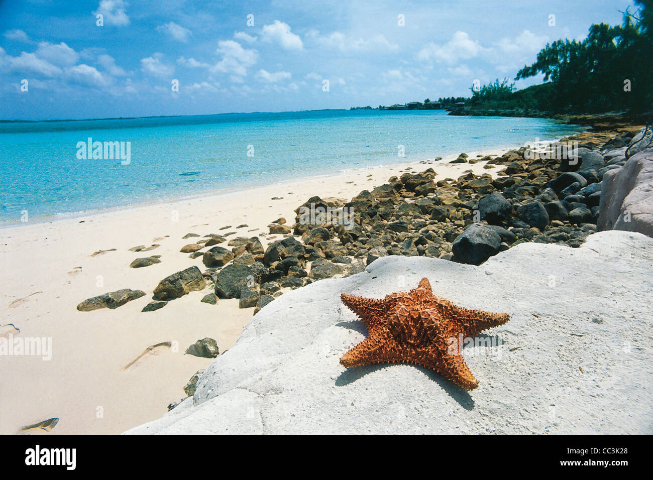 Close-Up Of A Starfish On A Rock At The Beach, Great Exuma Island ...