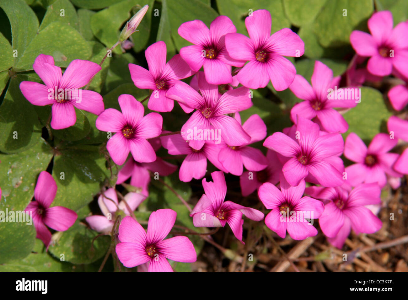 Background of little pink flowers Stock Photo - Alamy