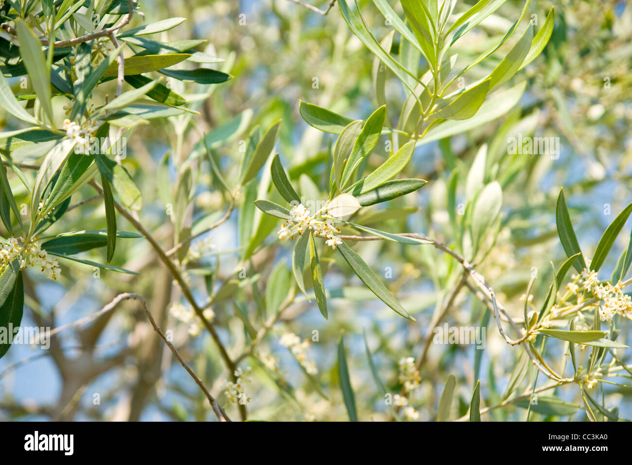 Olive bough hi-res stock photography and images - Alamy