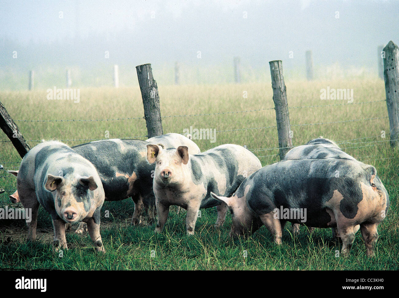 Belgium - Pig Rearing Stock Photo - Alamy